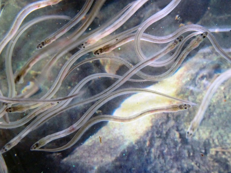 ELVER - eel depot