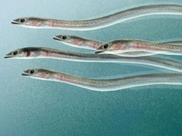 ELVER - eel depot