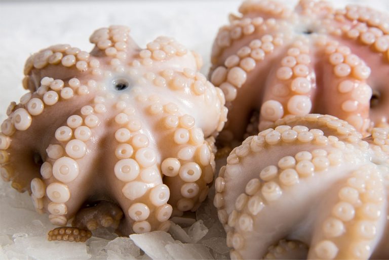 Octopus1 - eel depot